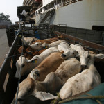 Australia & China Inching Closer to Horrific Live Export Deal - Their Turn