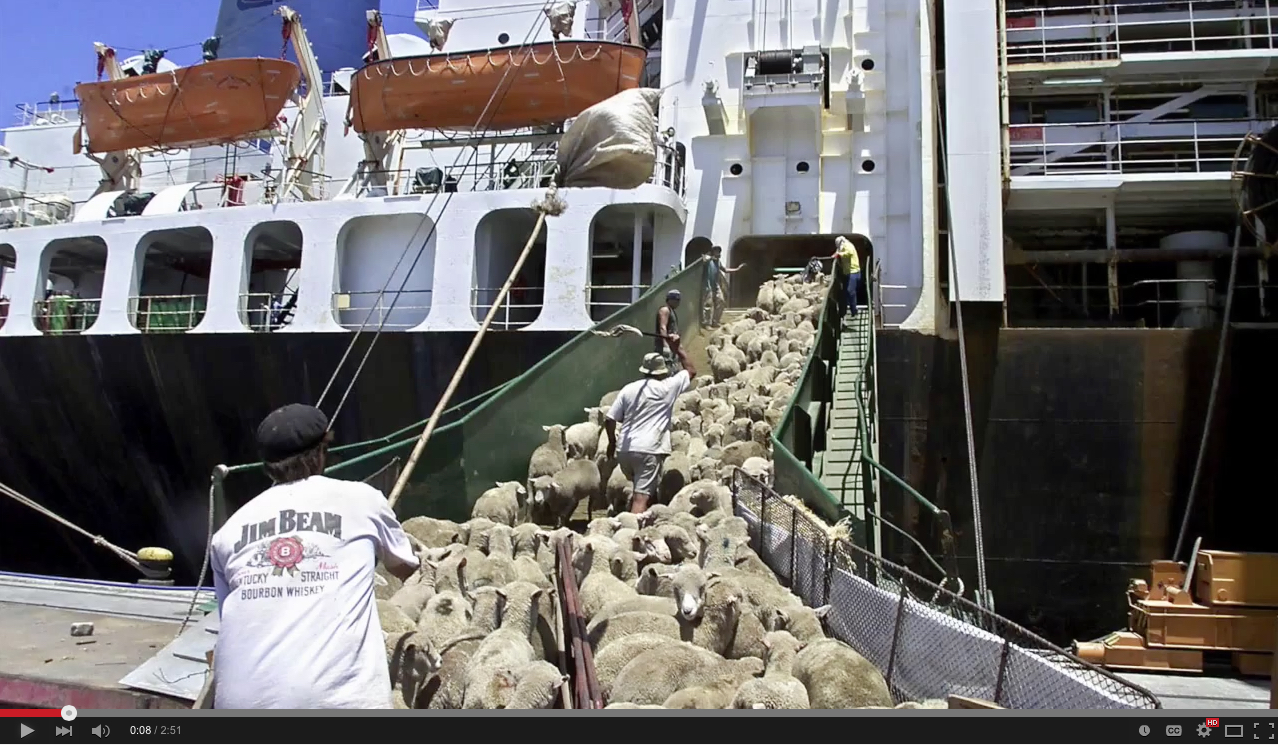 Activists Dispute Government Report Claiming Australian Animals Are ...
