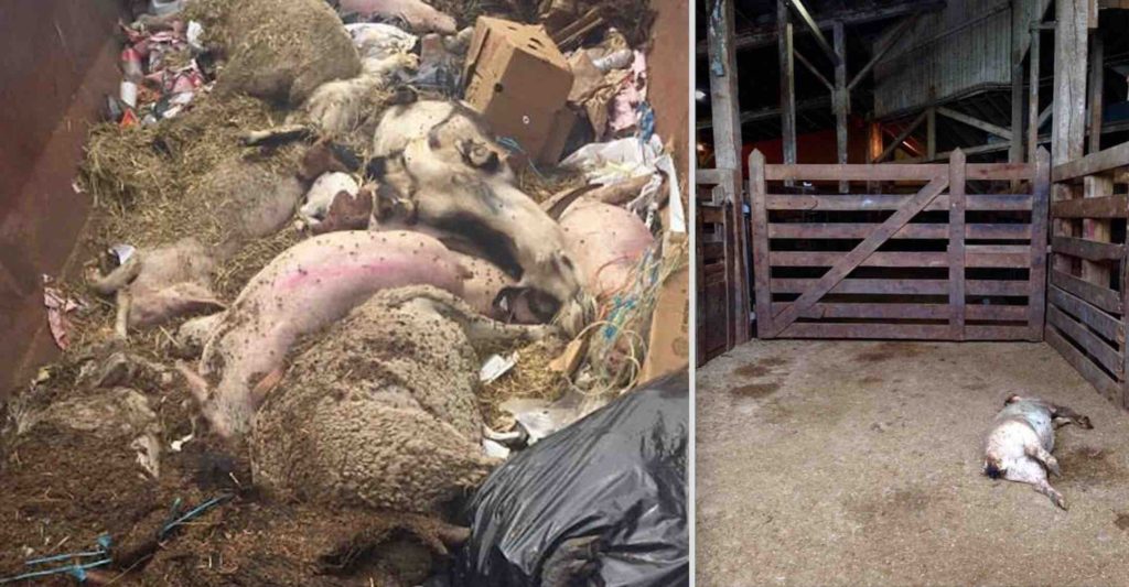 In NYC, Hundreds Stage Dramatic Memorial Service for Animals (VIDEO ...