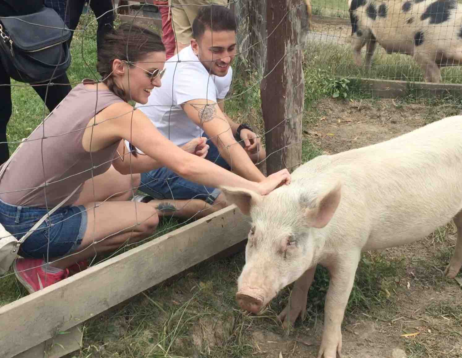 Catskill Animal Sanctuary Hosts 15th Anniversary "Shindig" in Upstate ...