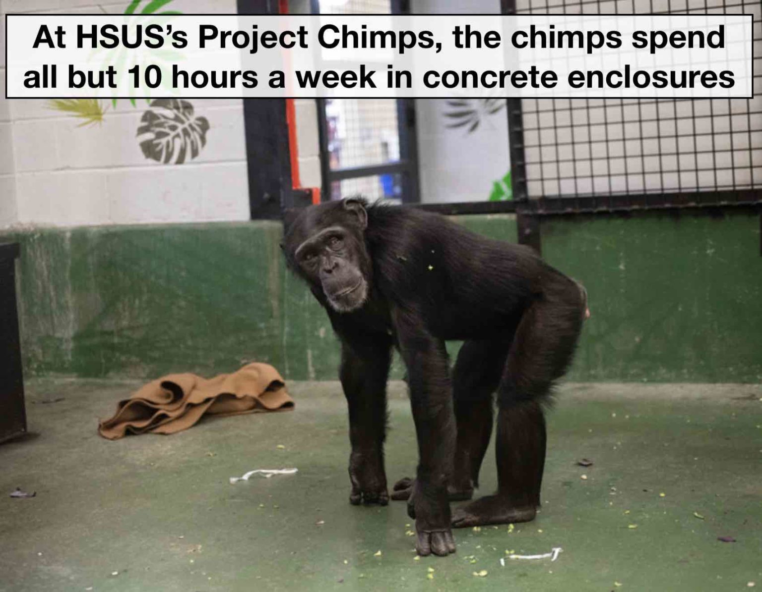 Their Turn - Animal Rights News, Commentary and Calls to Action - page 8
